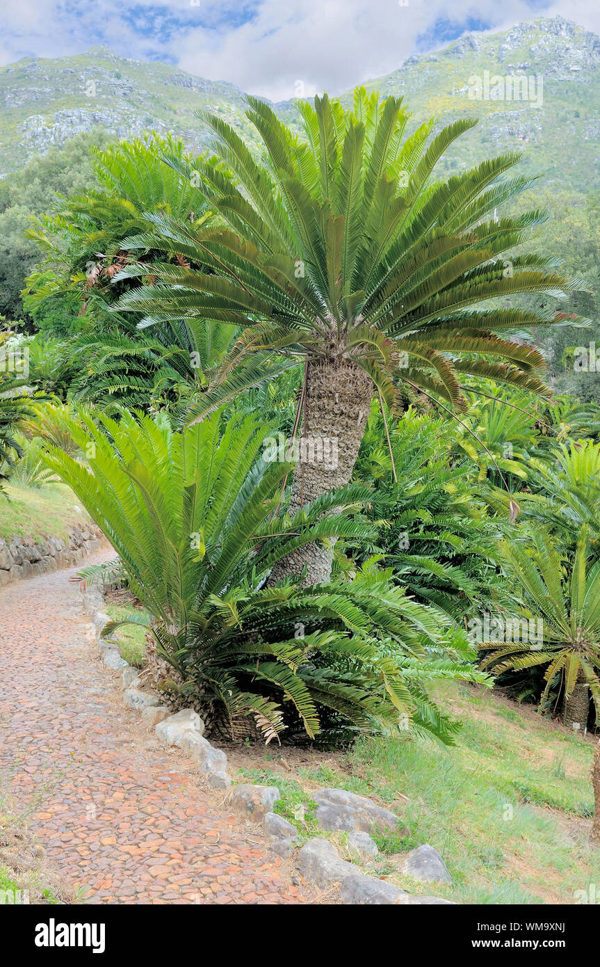 Indigenous cape town tree hi-res stock photography and images - Alamy