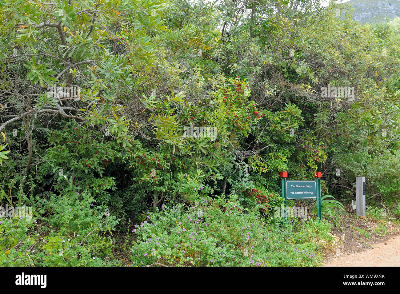 Hedge of indigenous wild almond trees (Brabejum stellatifolium) and ...