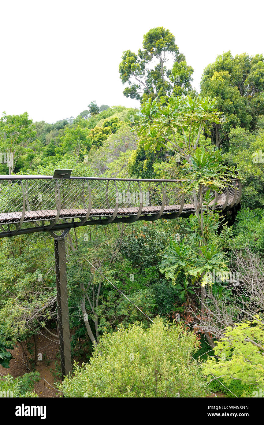 Kirstenbosch Centenary Tree Canopy Walkway called the Boomslang (Tree ...