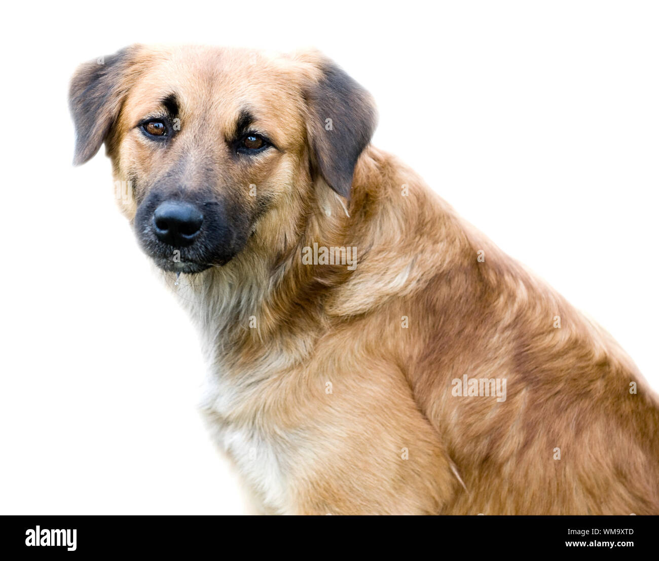 Portrait of a sad dog Stock Photo - Alamy