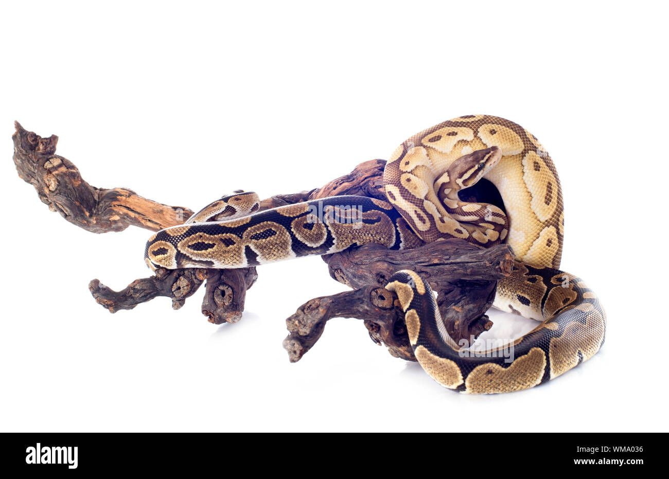 Python regius in front of white background Stock Photo - Alamy