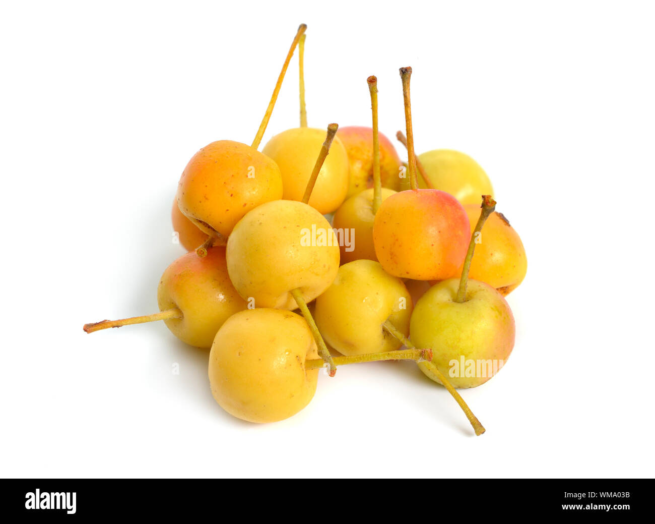 Malus baccata known by the common names Siberian crab apple, Siberian ...