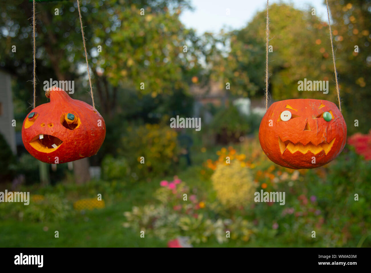 Two Halloween pumpkins with button eyes are suspended on strings Stock ...