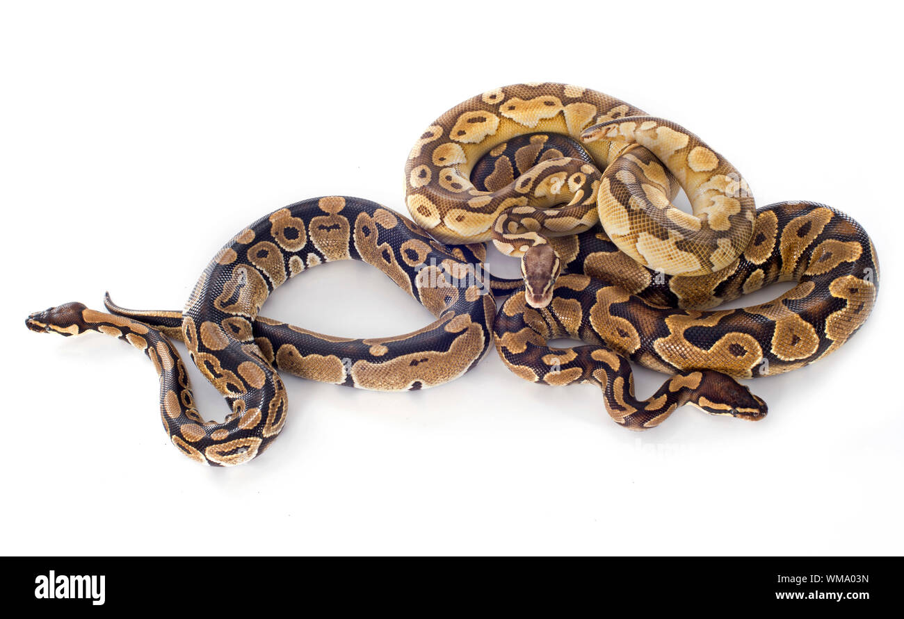 Python regius in front of white background Stock Photo - Alamy