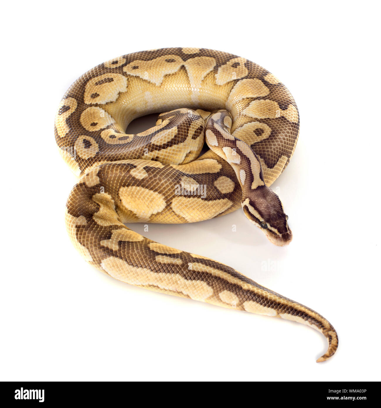 yellow Python regius in front of white background Stock Photo - Alamy