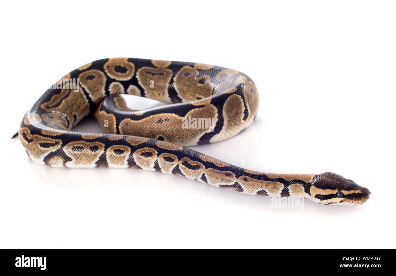 Python regius in front of white background Stock Photo - Alamy
