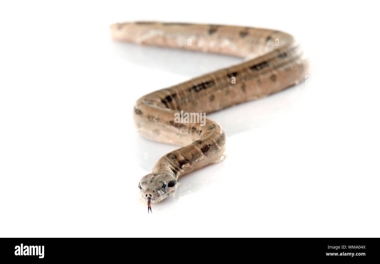 young boa constrictor in front of white background Stock Photo - Alamy