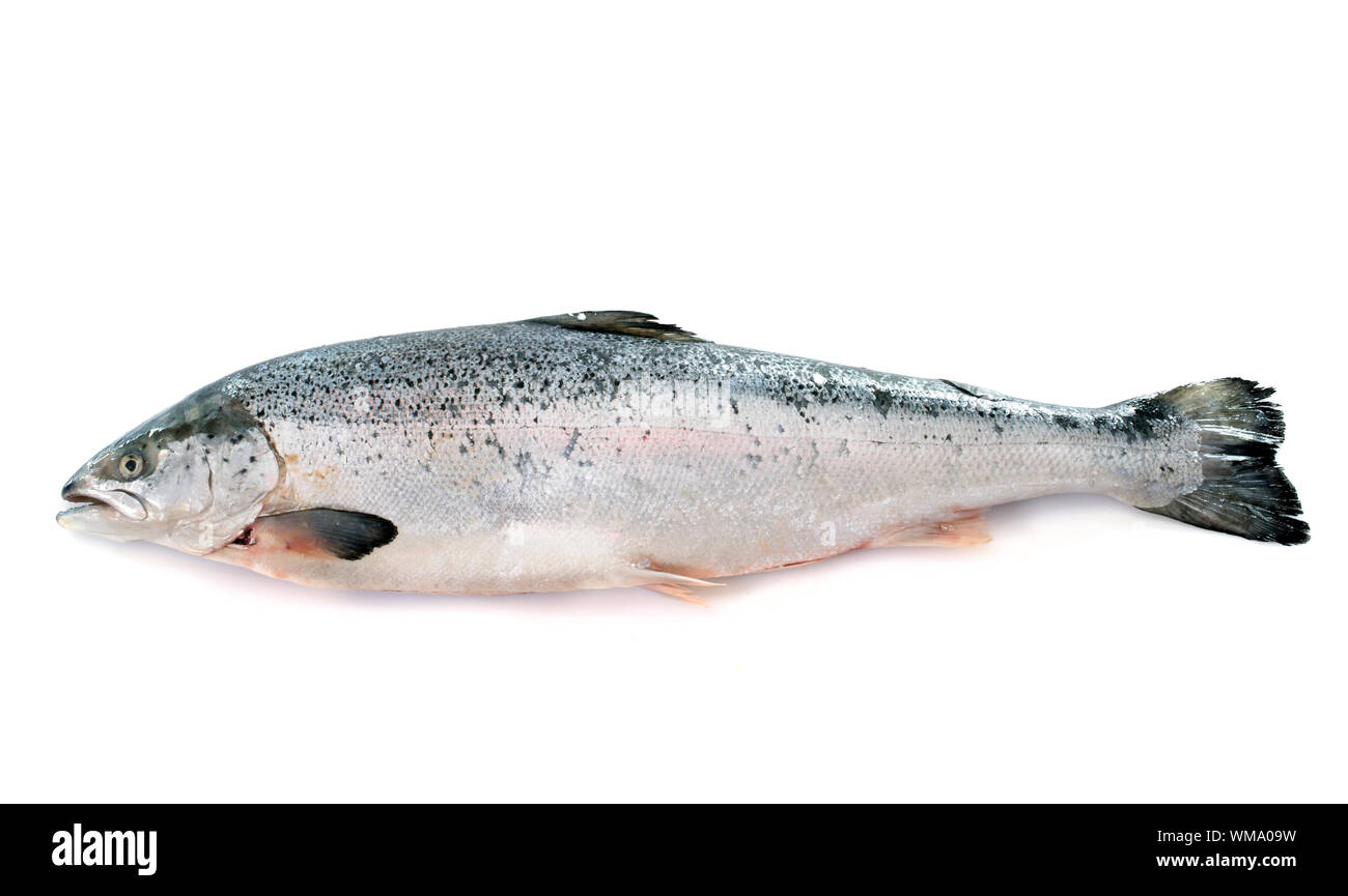 salmon fish in front of white background Stock Photo - Alamy