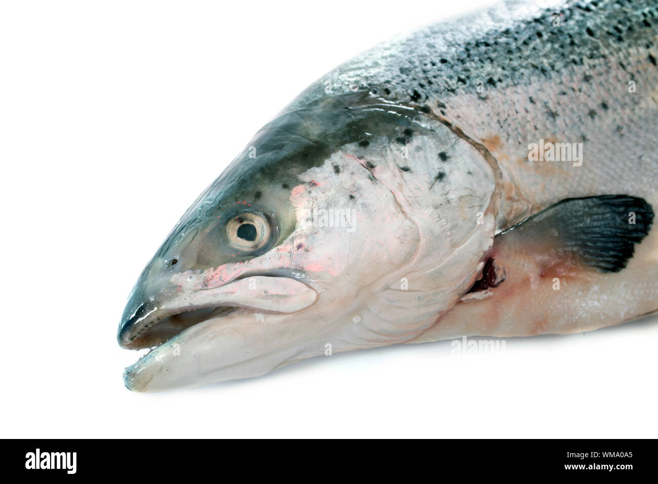 salmon fish in front of white background Stock Photo - Alamy