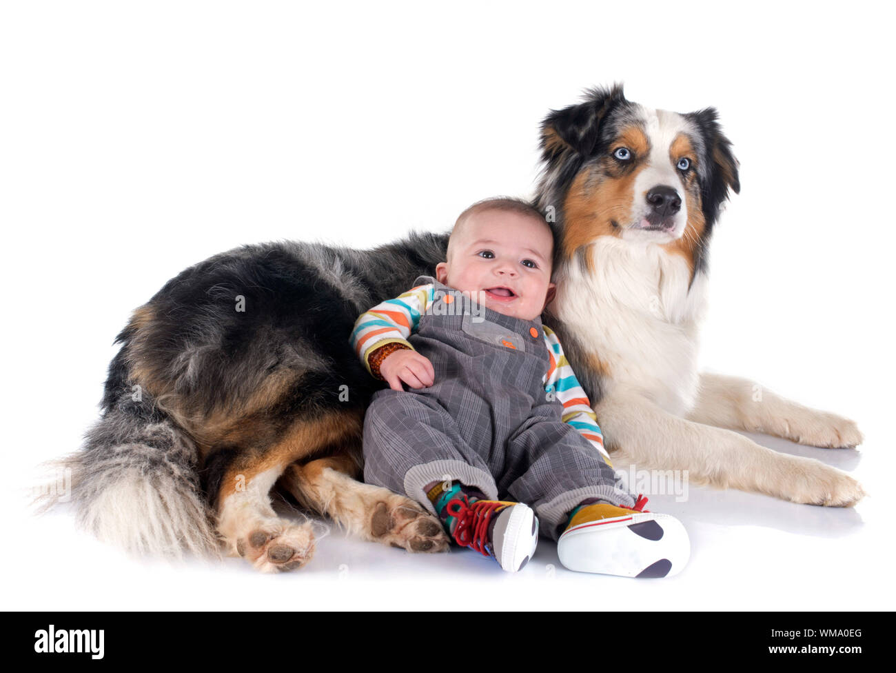 Are Australian Shepherds Good With Babies