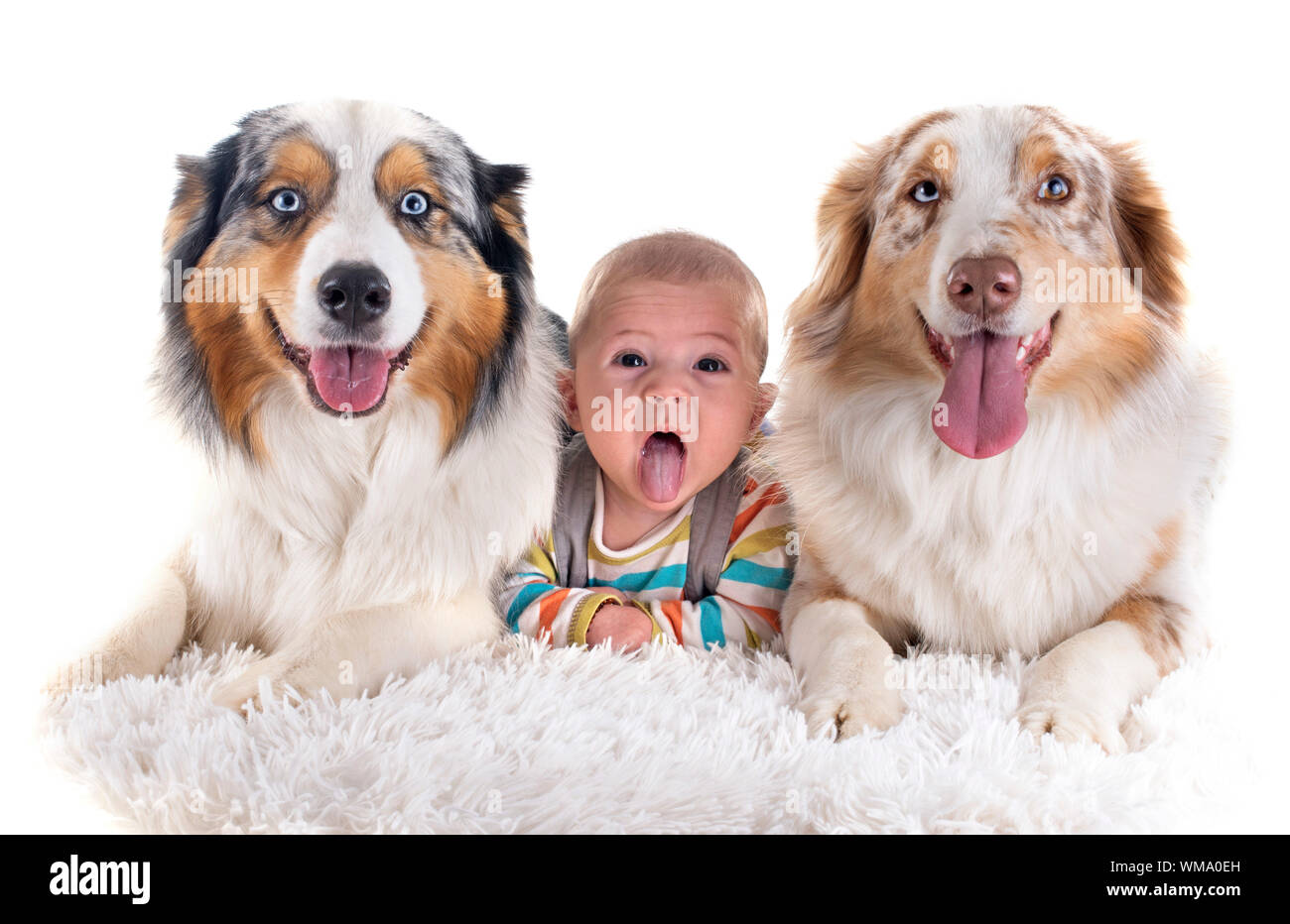 three months baby and dogs in front of white background Stock Photo - Alamy