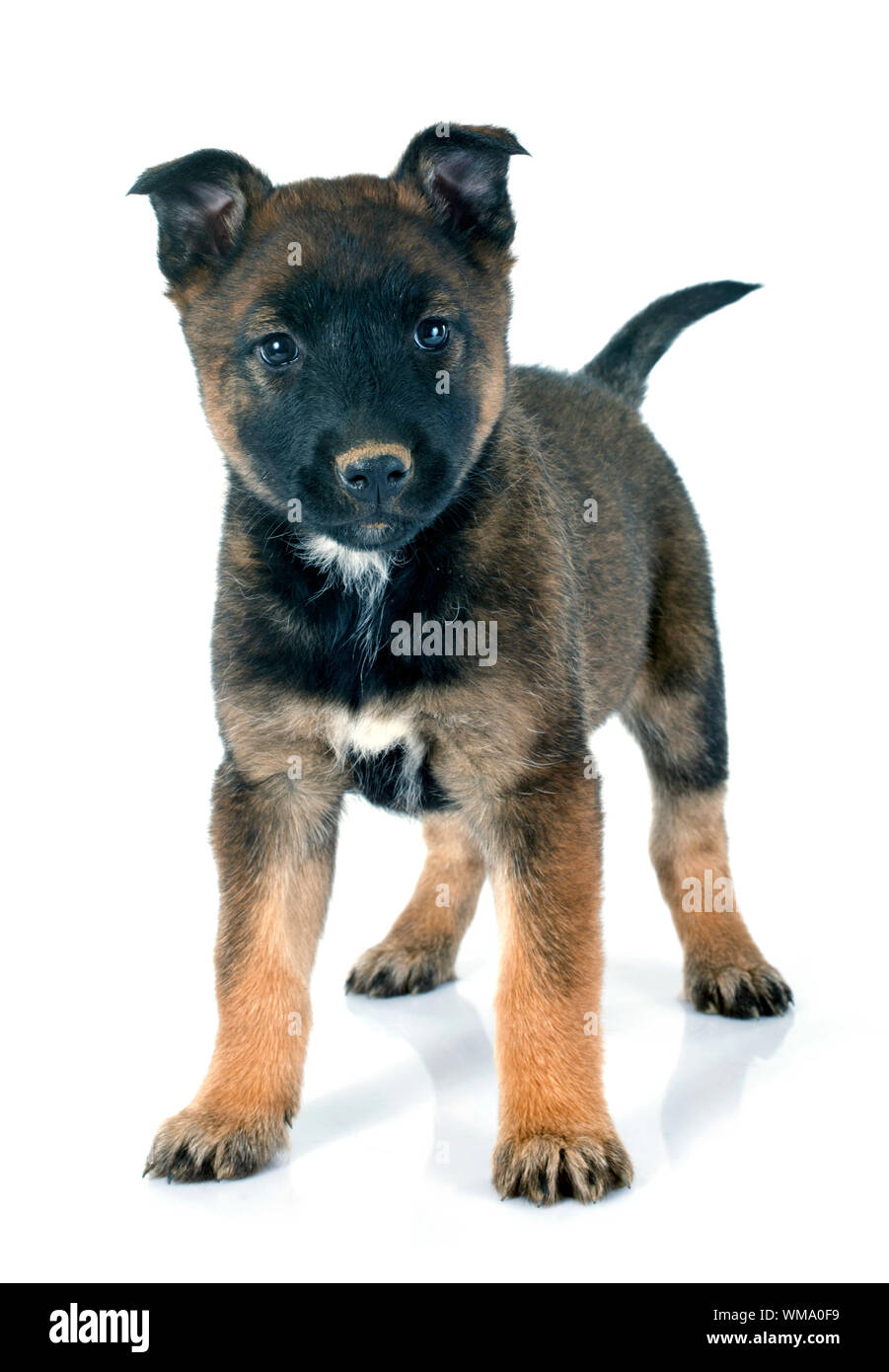 puppy malinois in front of white background Stock Photo - Alamy
