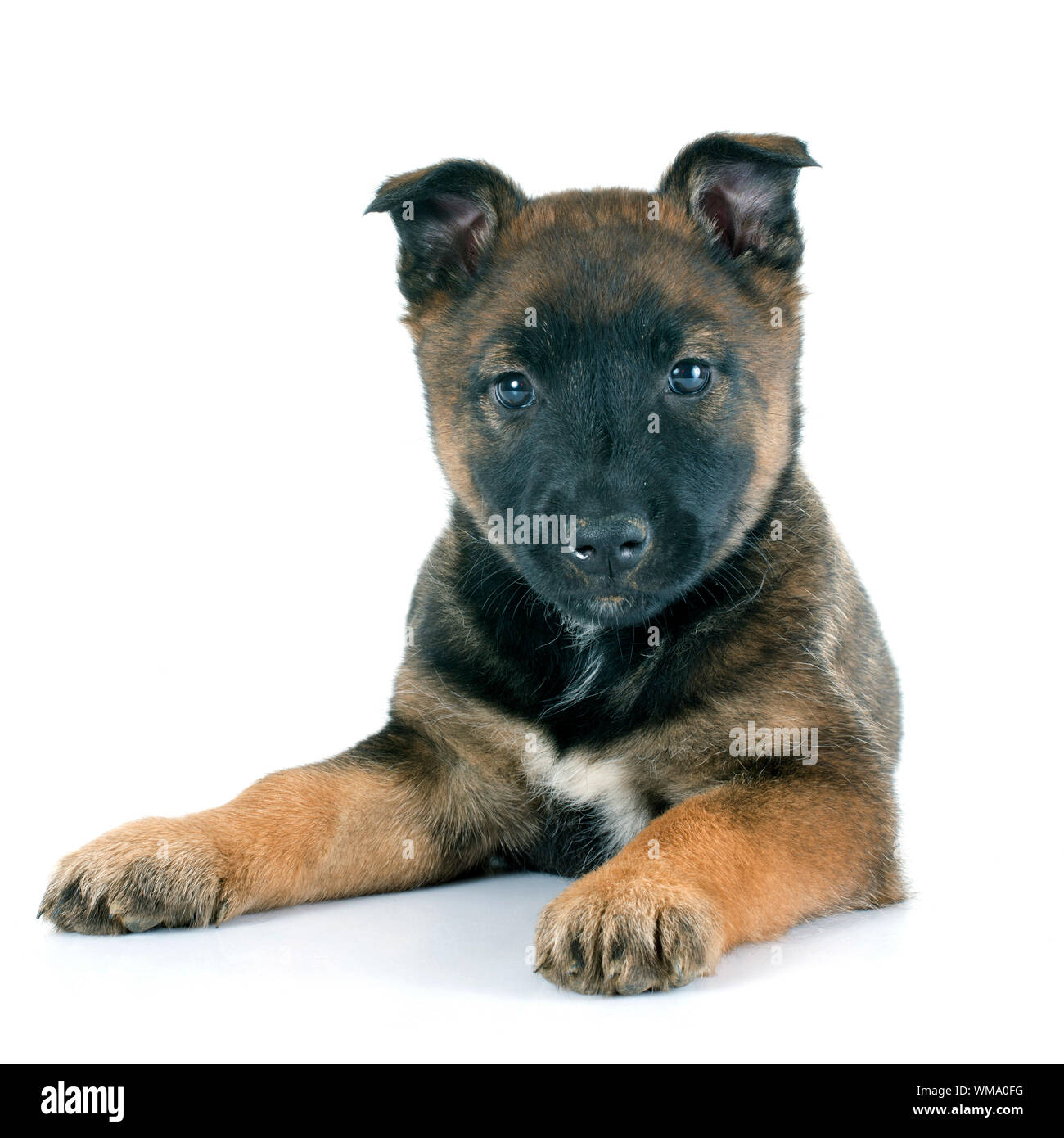 puppy malinois in front of white background Stock Photo - Alamy