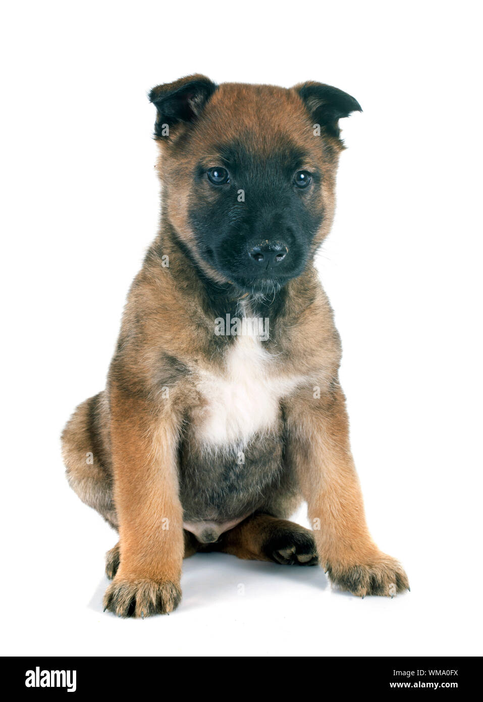 puppy malinois in front of white background Stock Photo - Alamy