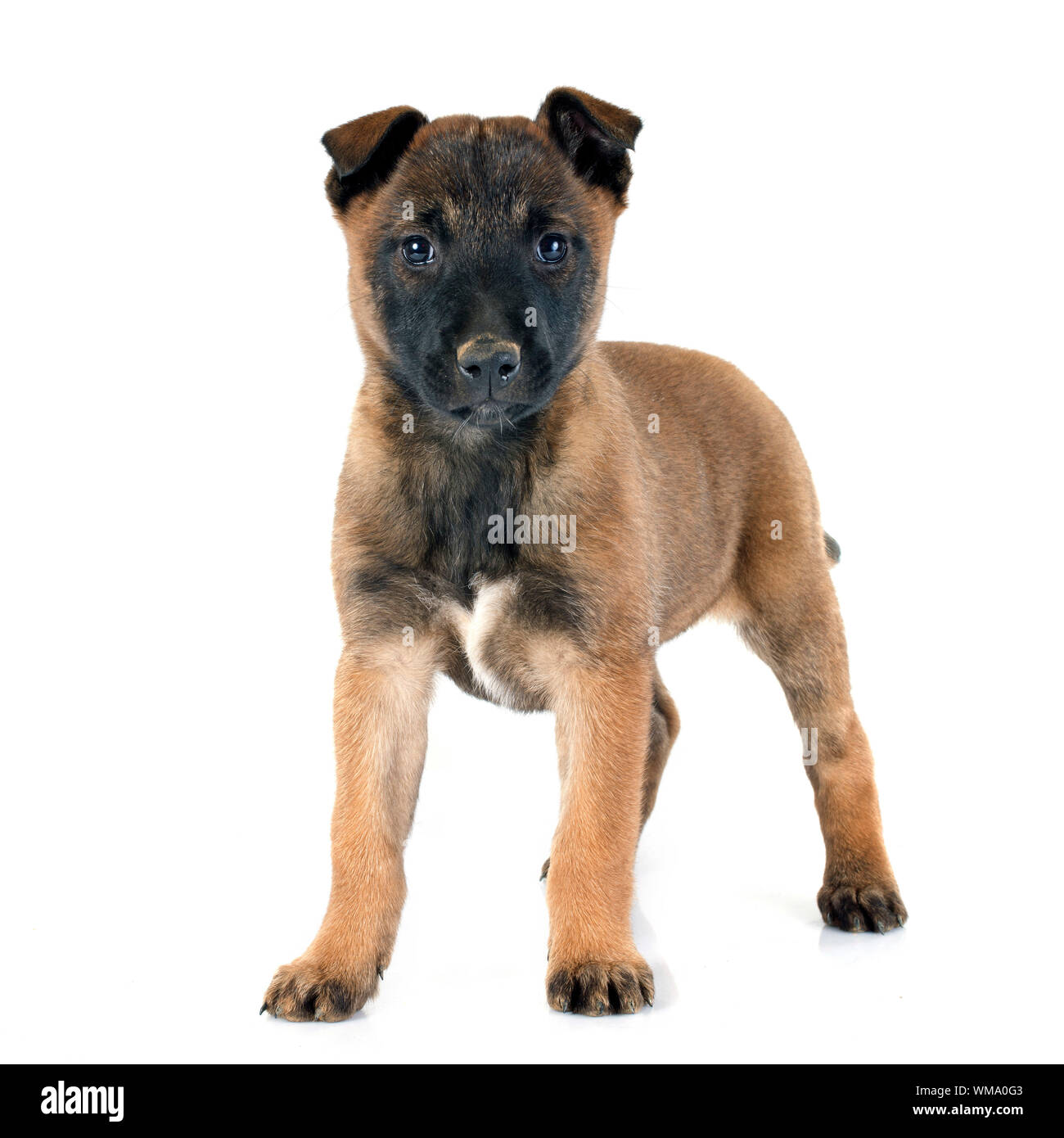 puppy malinois in front of white background Stock Photo - Alamy