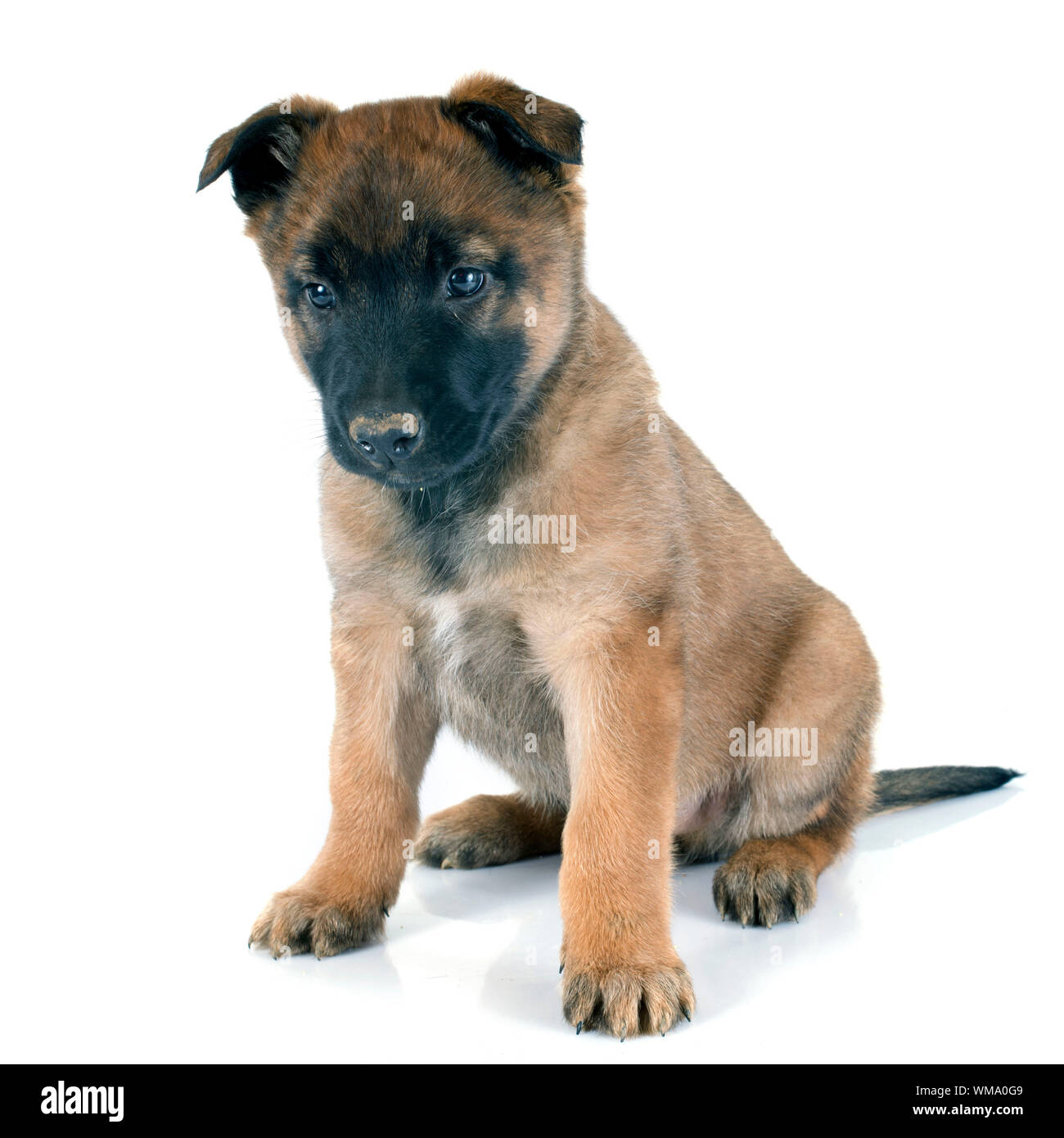 puppy malinois in front of white background Stock Photo - Alamy