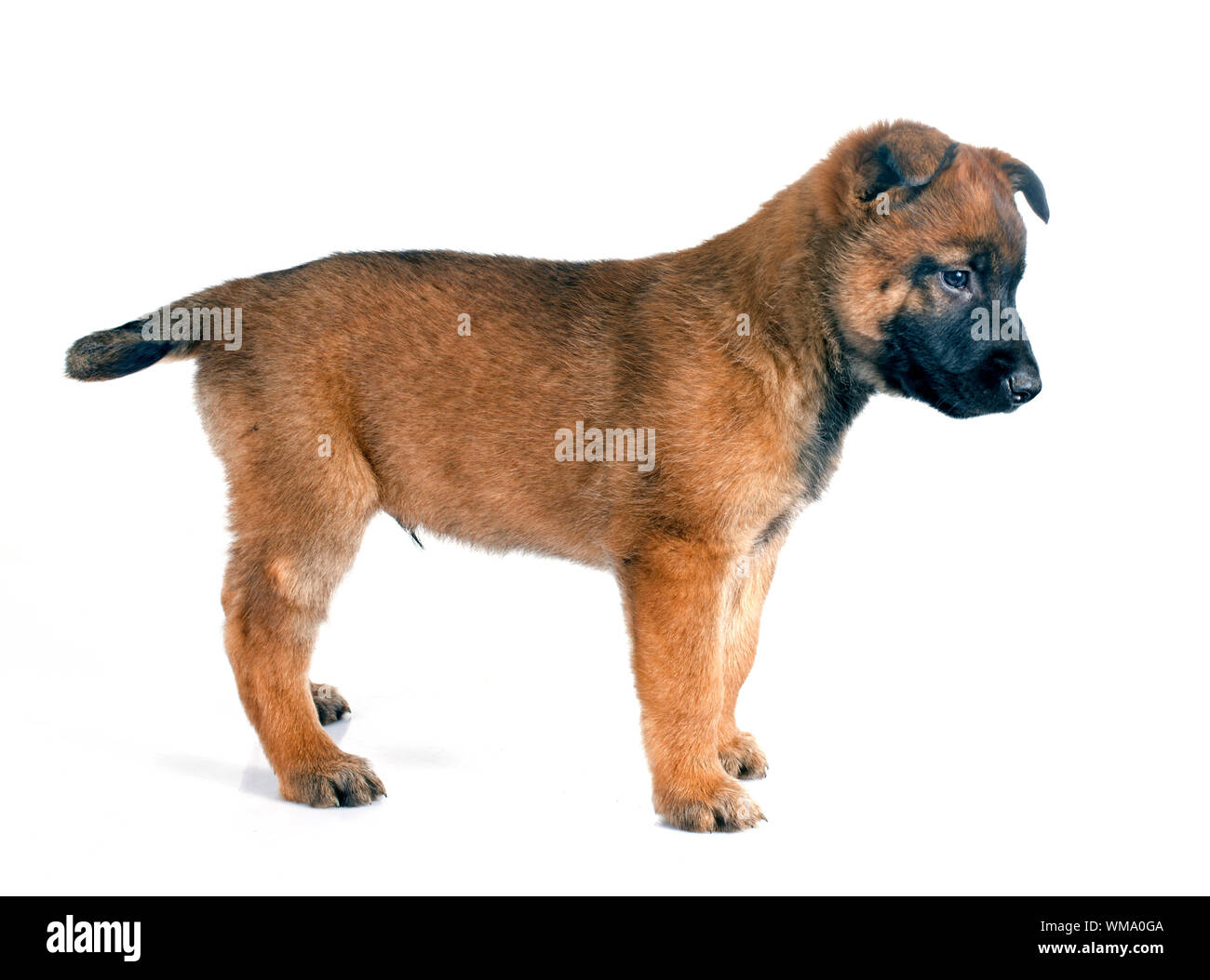 puppy malinois in front of white background Stock Photo - Alamy