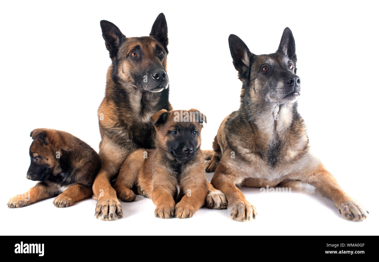 family malinois in front of white background Stock Photo - Alamy