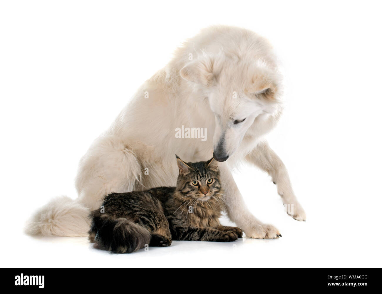 Purebred White Swiss Shepherd and maine coon cat in front of white ...