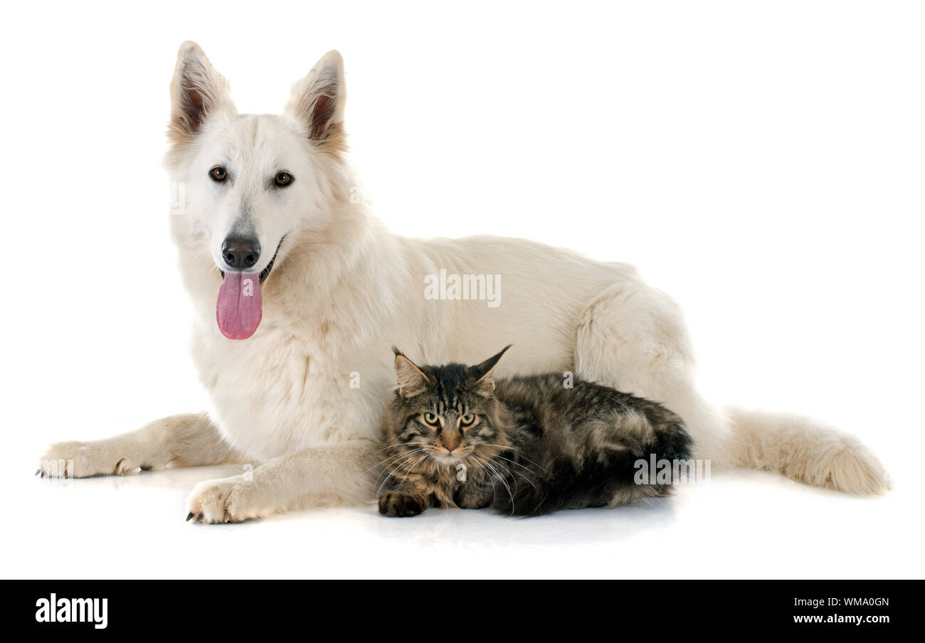 Purebred White Swiss Shepherd and maine coon cat in front of white ...