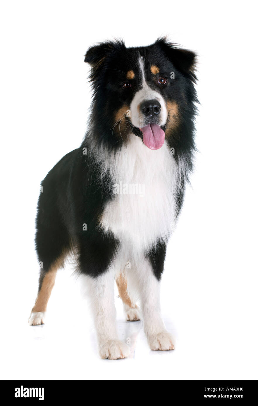 purebred australian shepherd in front of white background Stock Photo - Alamy