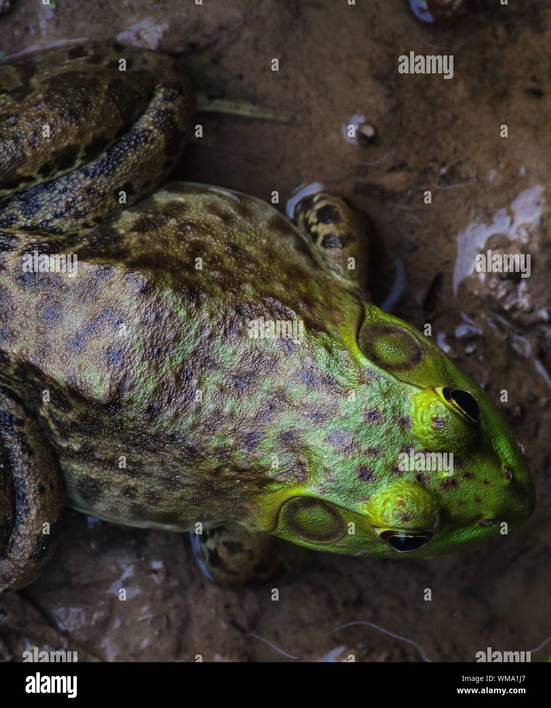 Frog in mud hi-res stock photography and images - Alamy