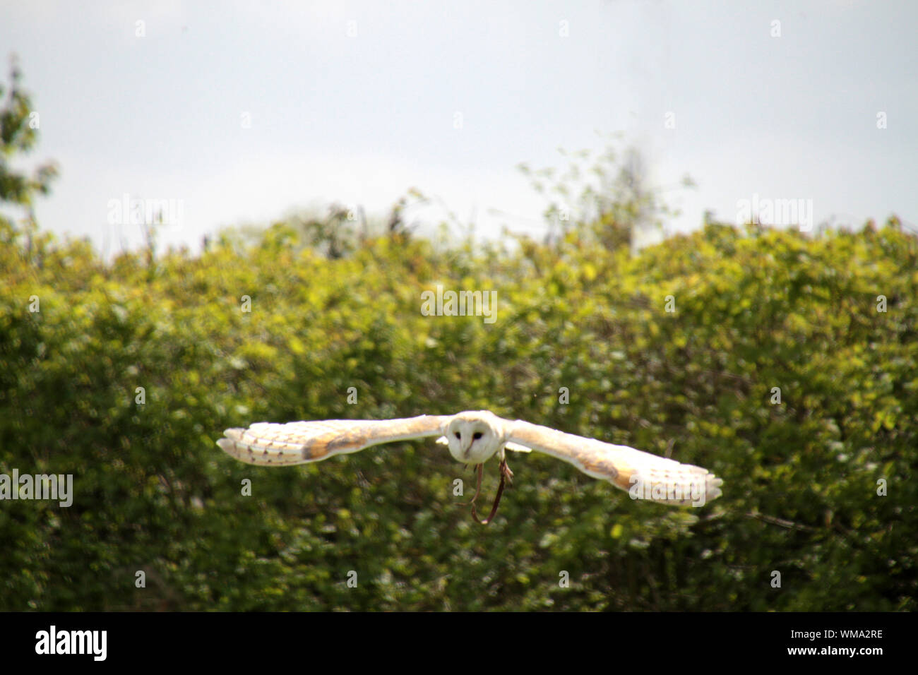 Over the hedge animals hi-res stock photography and images - Alamy