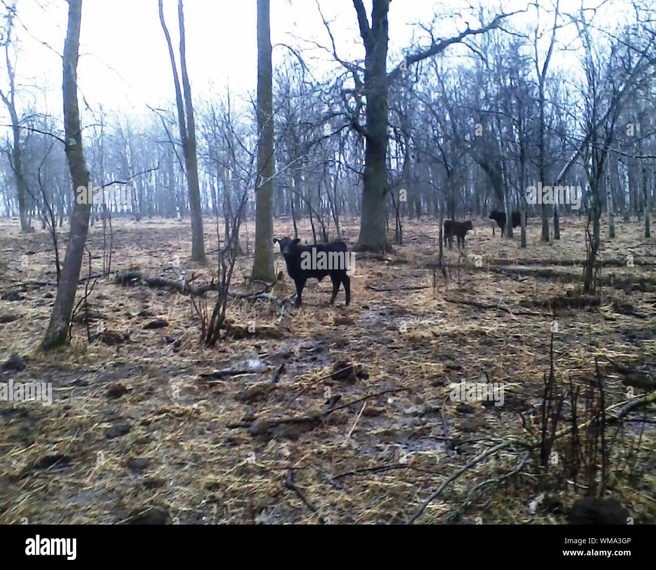 Burnt its cattle hi-res stock photography and images - Alamy