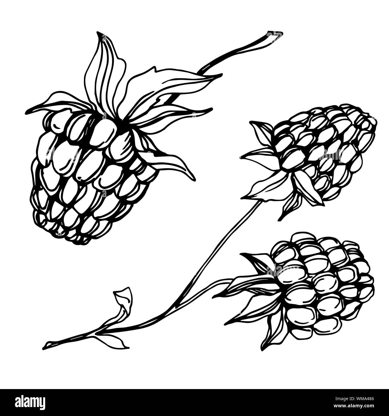 Vector Raspberry healthy food fresh berry isolated element. Black and ...