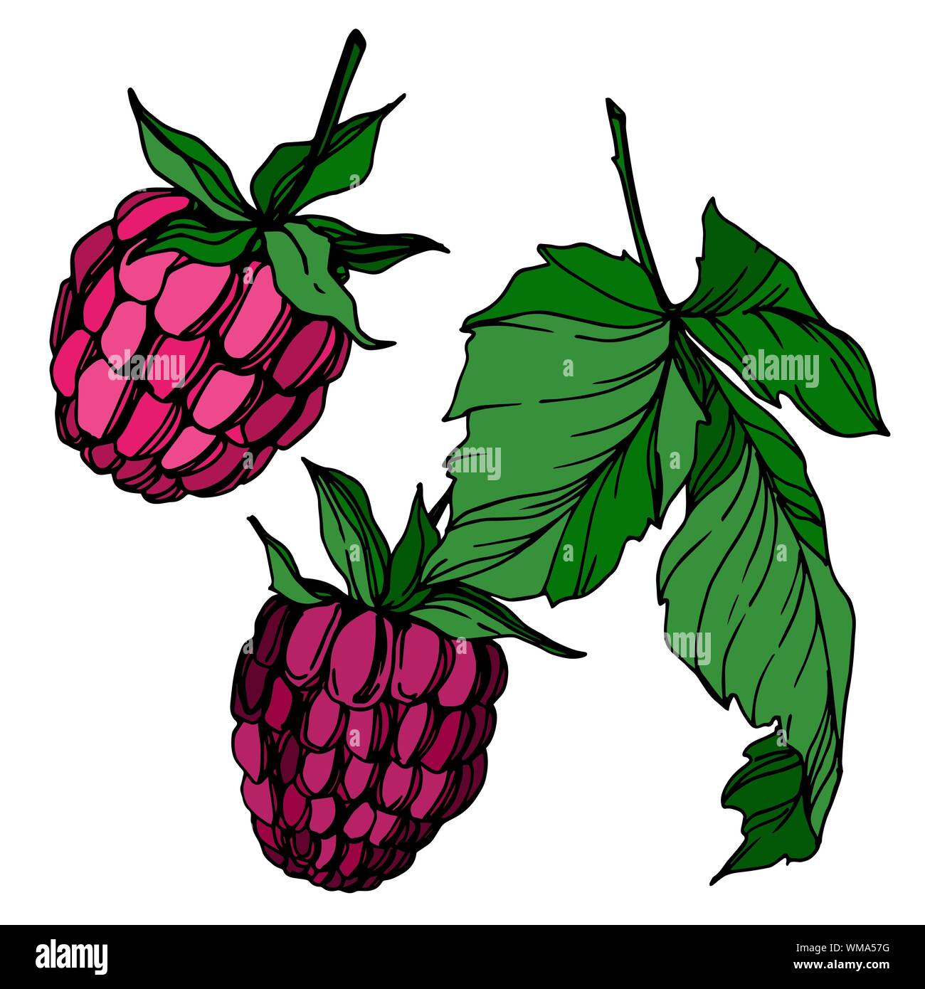 Vector Raspberry healthy food fresh berry isolated element. Black and ...