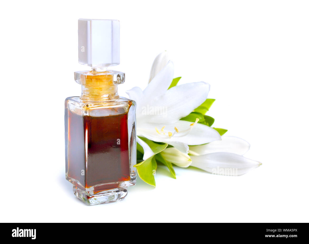 Agave amica hi-res stock photography and images - Alamy