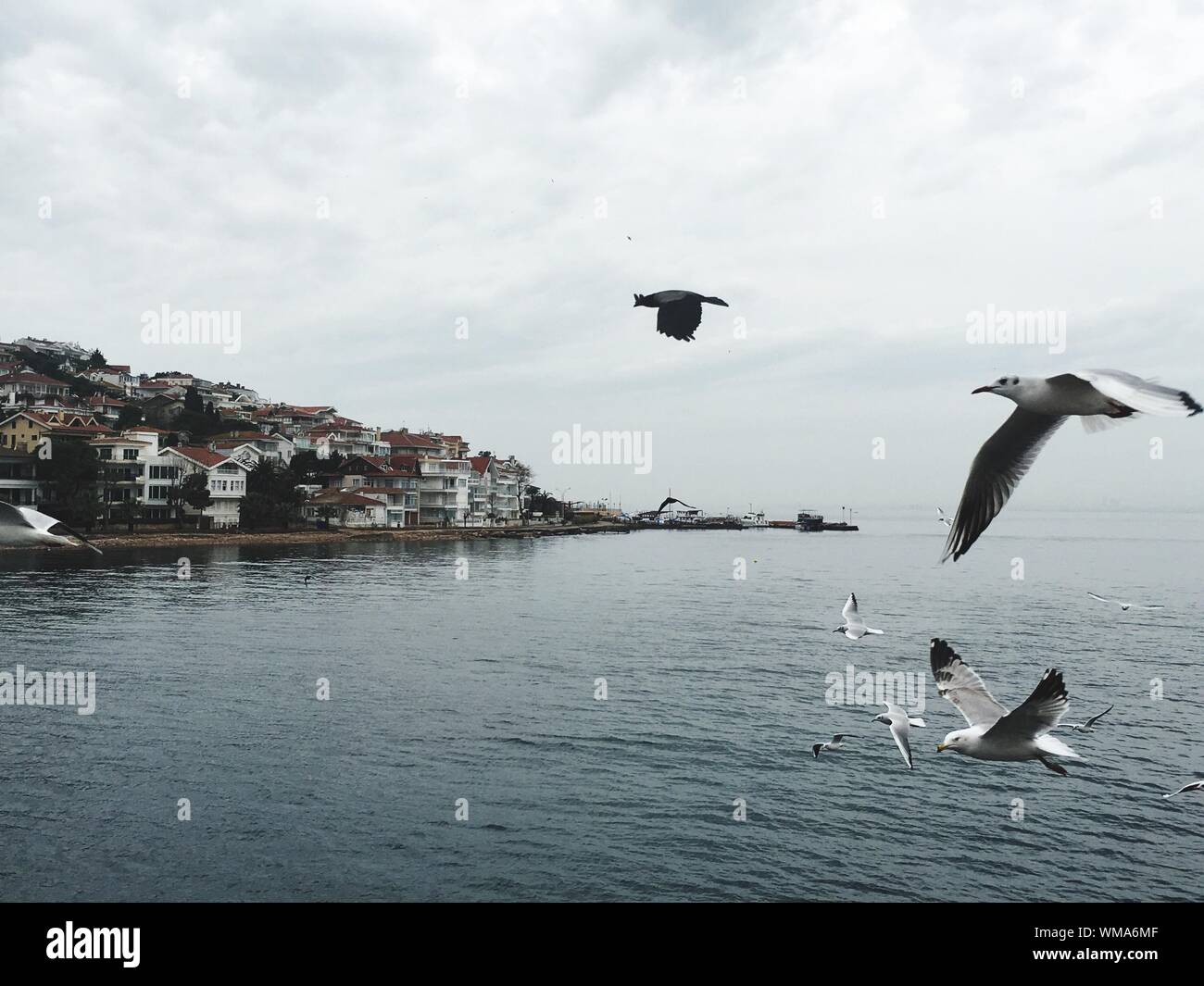 Hawaii big island birds hi-res stock photography and images - Alamy