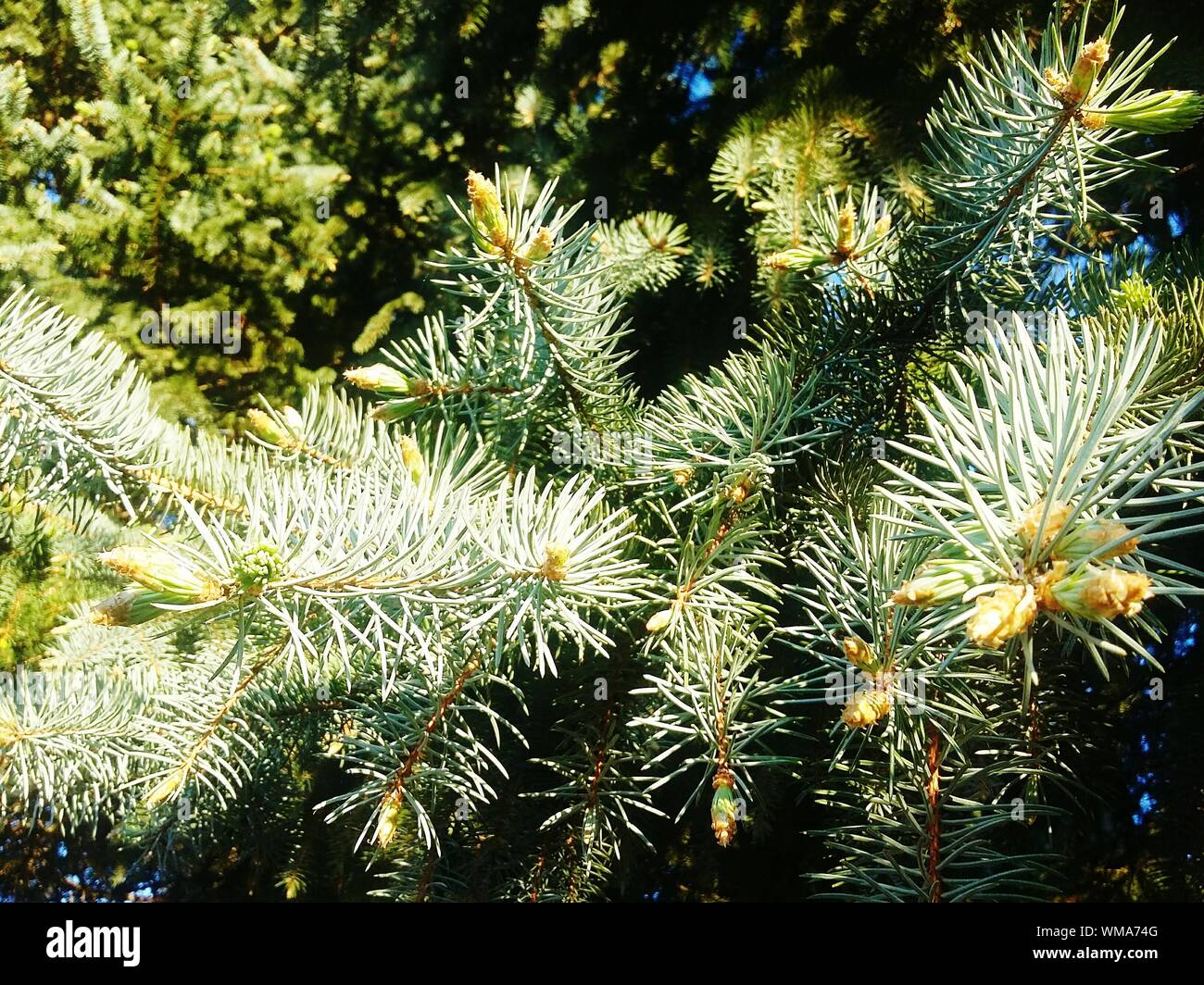 Growing pine needle hi-res stock photography and images - Alamy
