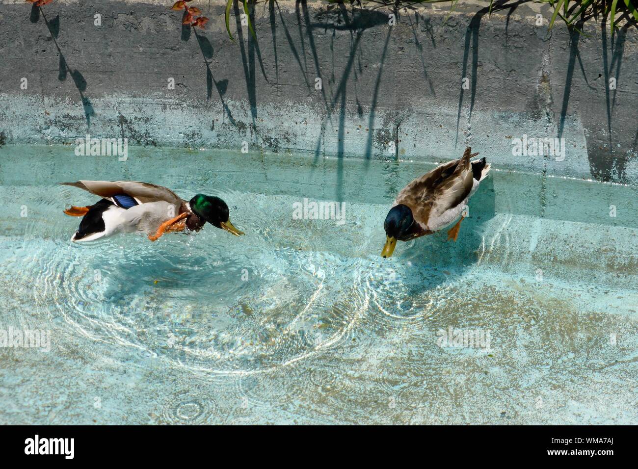 Water two ducks hi-res stock photography and images - Alamy