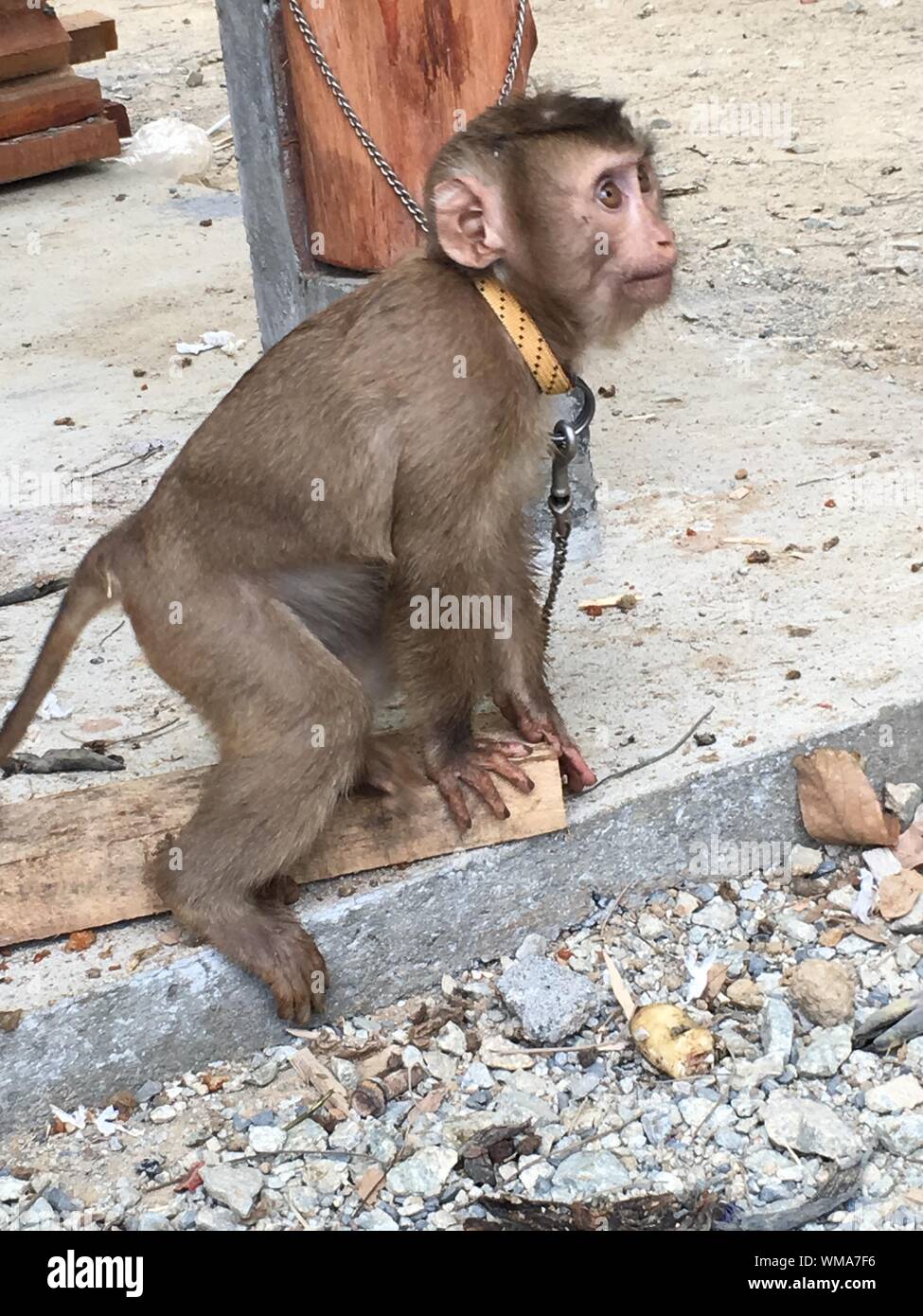 Tied monkey hi-res stock photography and images - Alamy