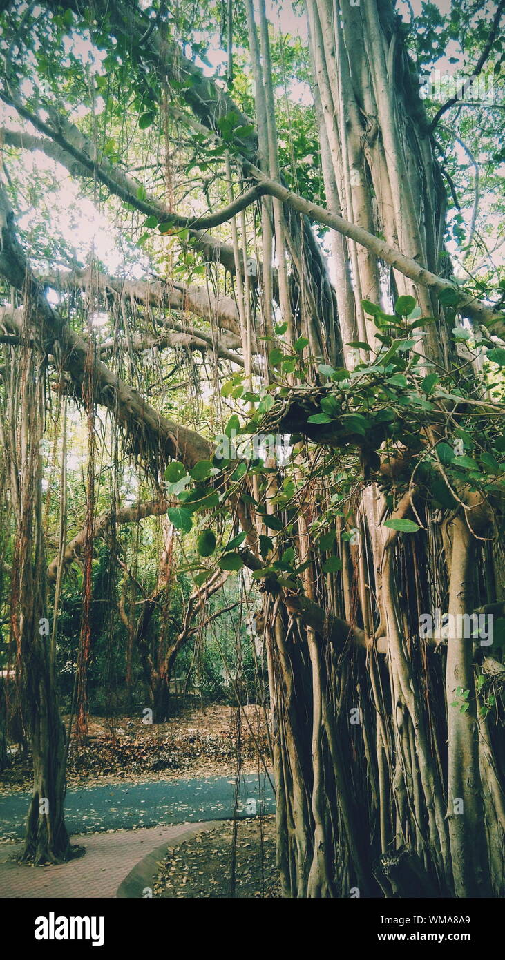 Banyan forest hi-res stock photography and images - Alamy