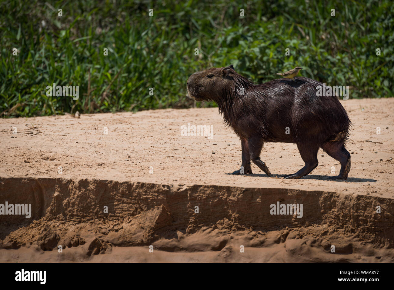 Capybara Walking High Resolution Stock Photography and Images - Alamy