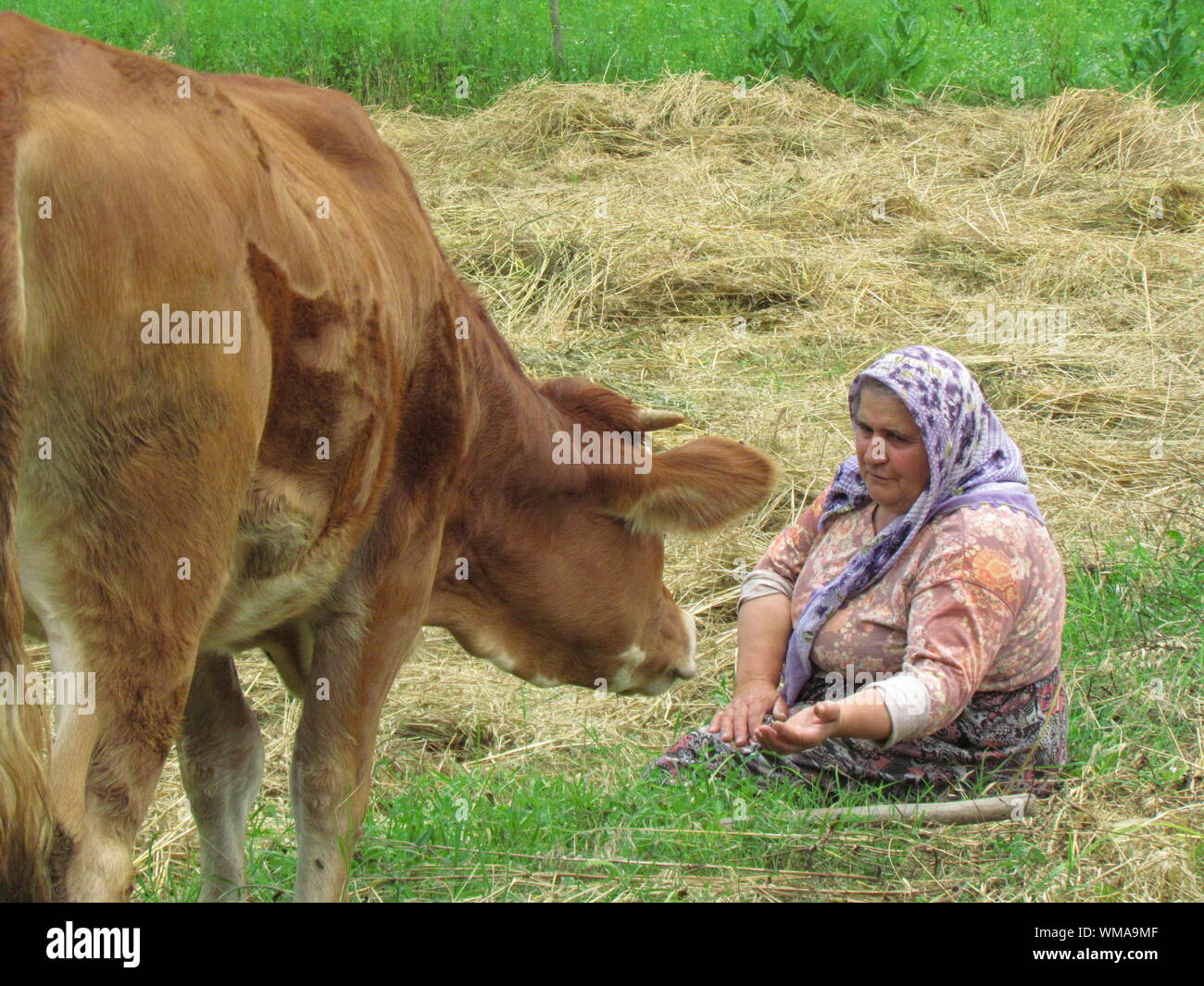Woman Farm Cow High Resolution Stock Photography and Images - Alamy