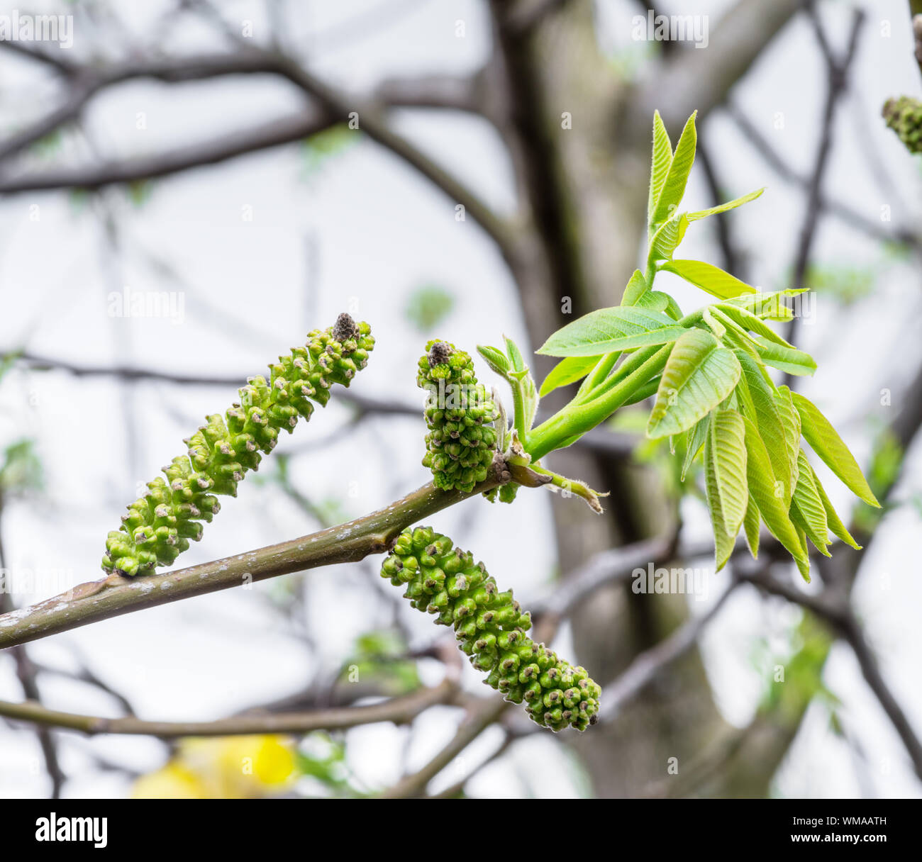 Freshly burst leaves of walnut tree close-up. Spring background Stock ...