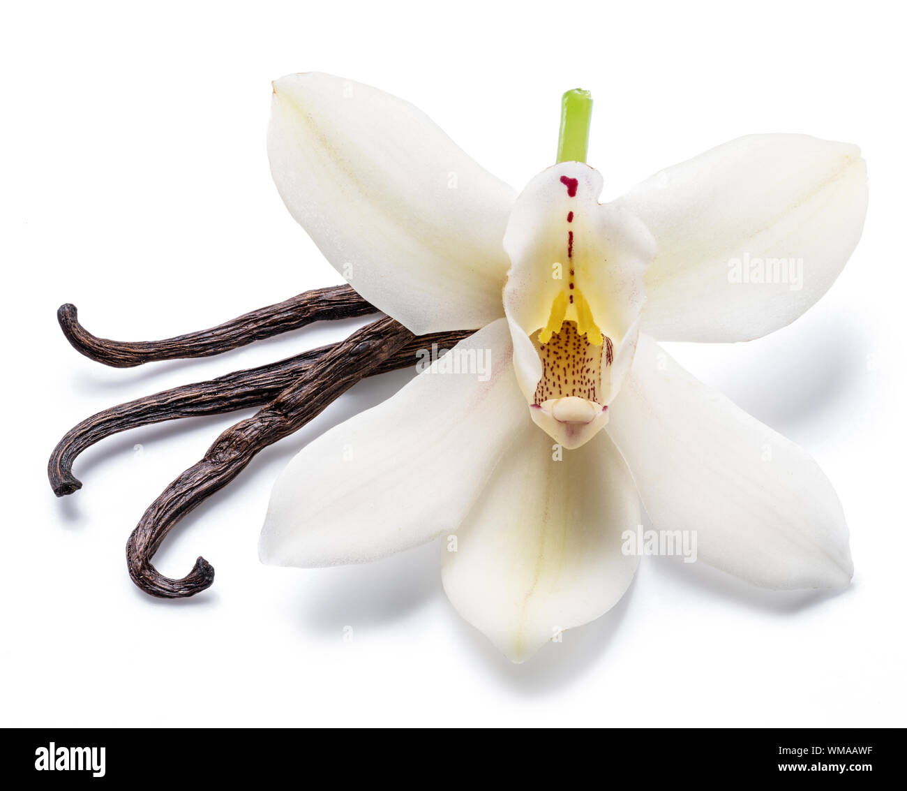 Dried vanilla sticks and orchid vanilla flower isolated on white ...