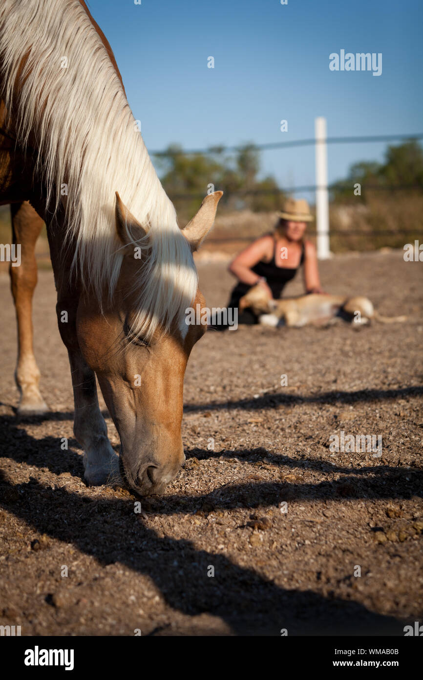 Horse trainer hi-res stock photography and images - Alamy