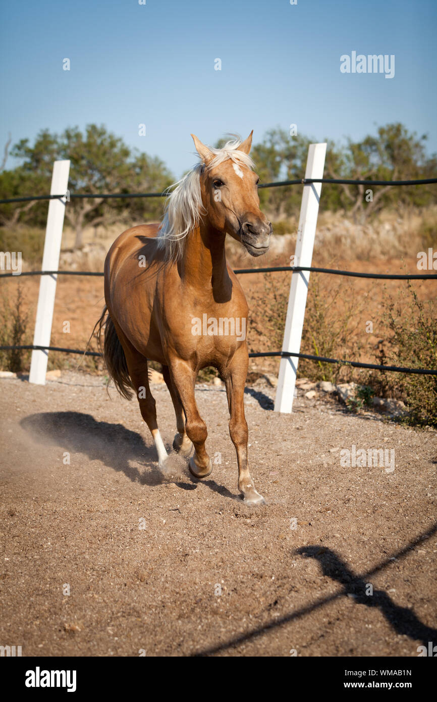 beautiful blond cruzado horse outside horse ranch field Stock Photo - Alamy
