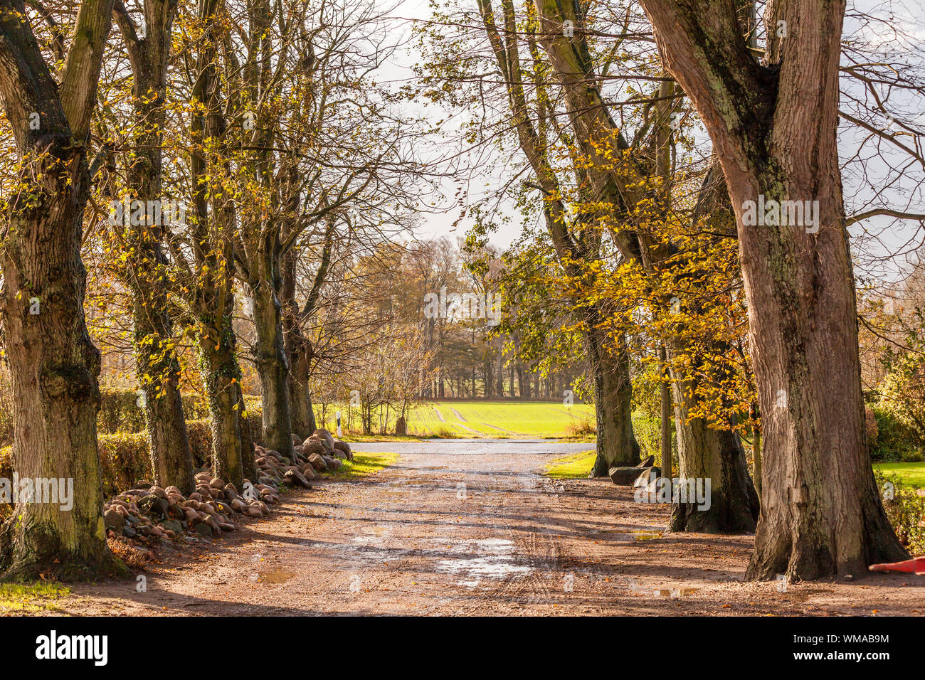 landscape and street in autumn spring outdoor way trees Stock Photo - Alamy