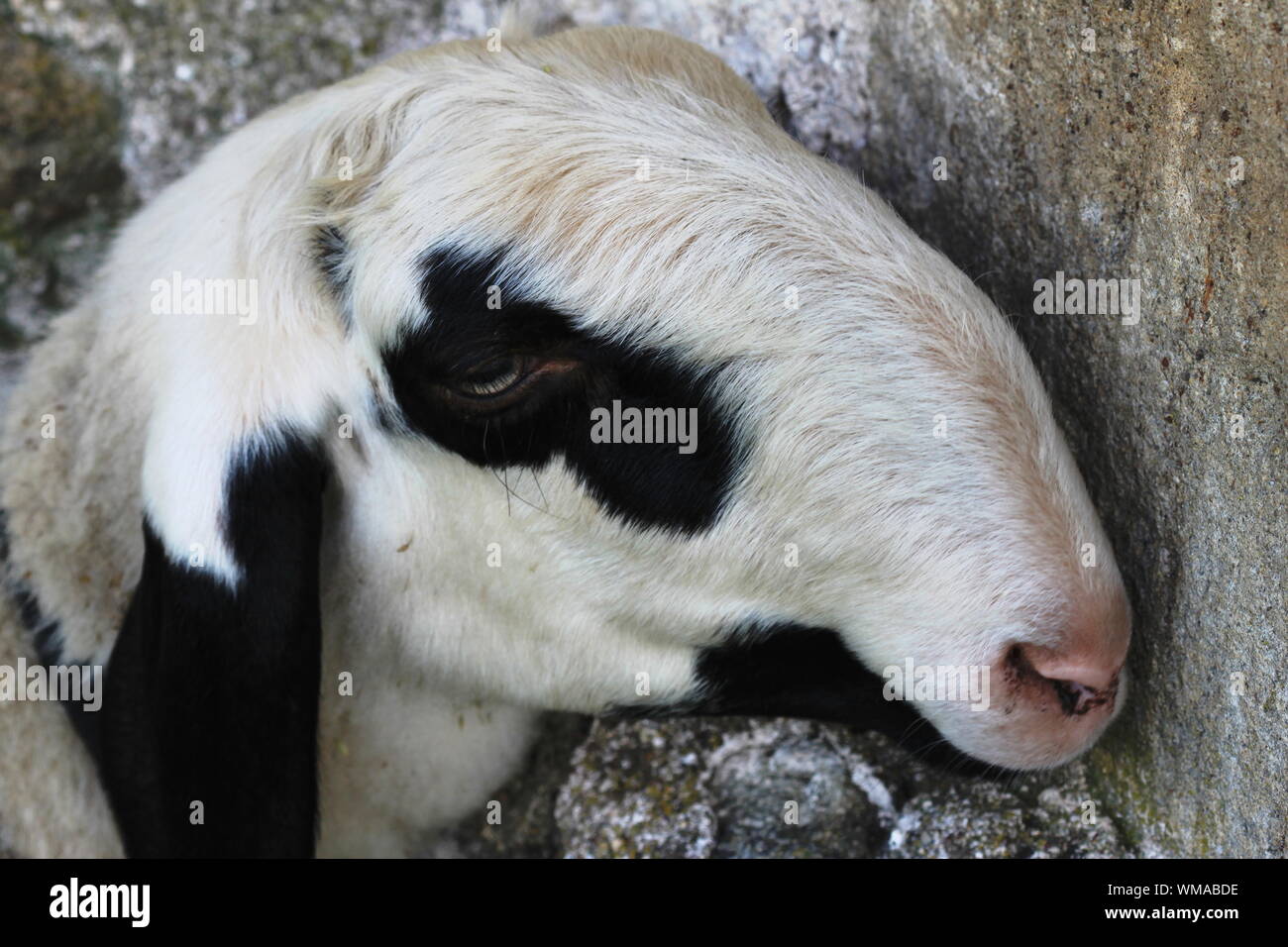 Goat Wall High Resolution Stock Photography and Images - Alamy