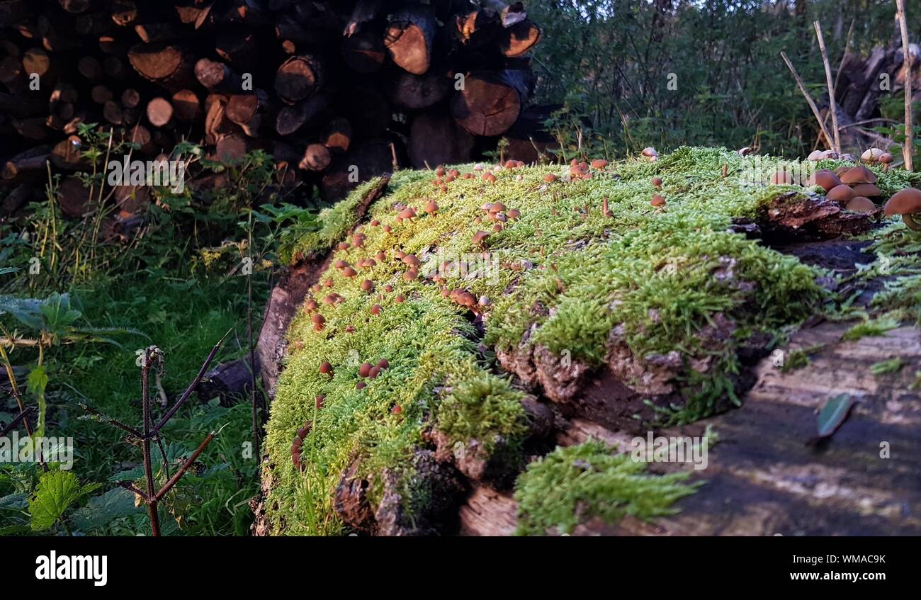 Fungus log hi-res stock photography and images - Alamy