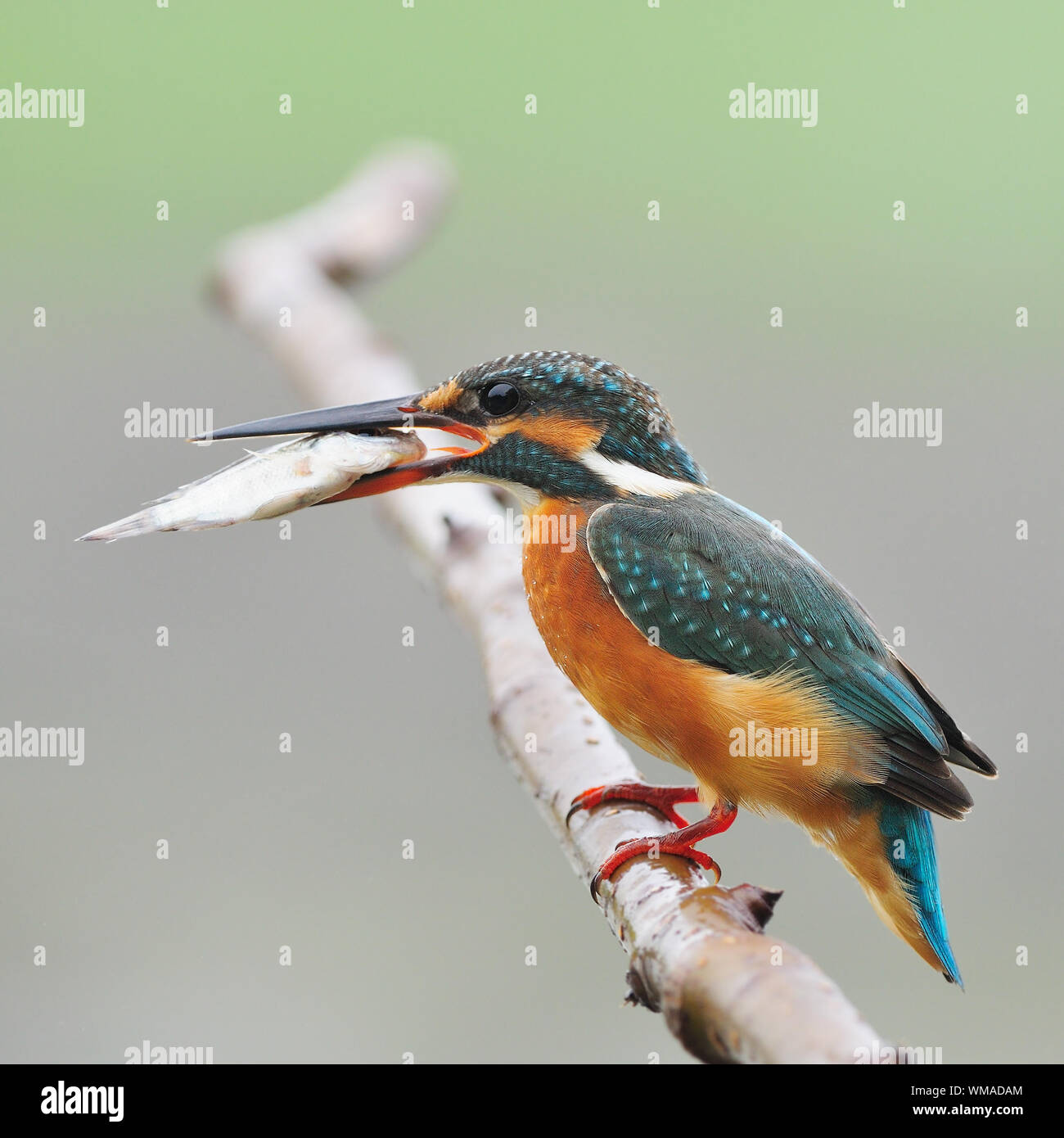 Colorful Kingfisher bird, female Common Kingfisher (Alcedo athis ...
