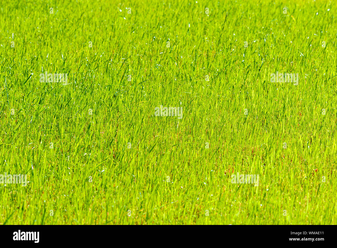 High green grass background at day time Stock Photo - Alamy