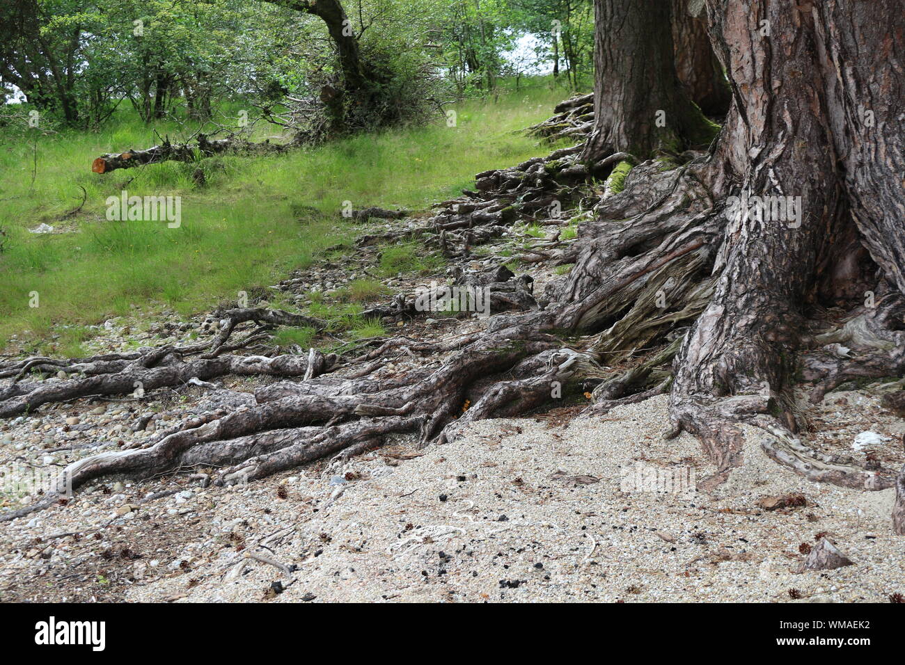 Huge trunk hi-res stock photography and images - Alamy