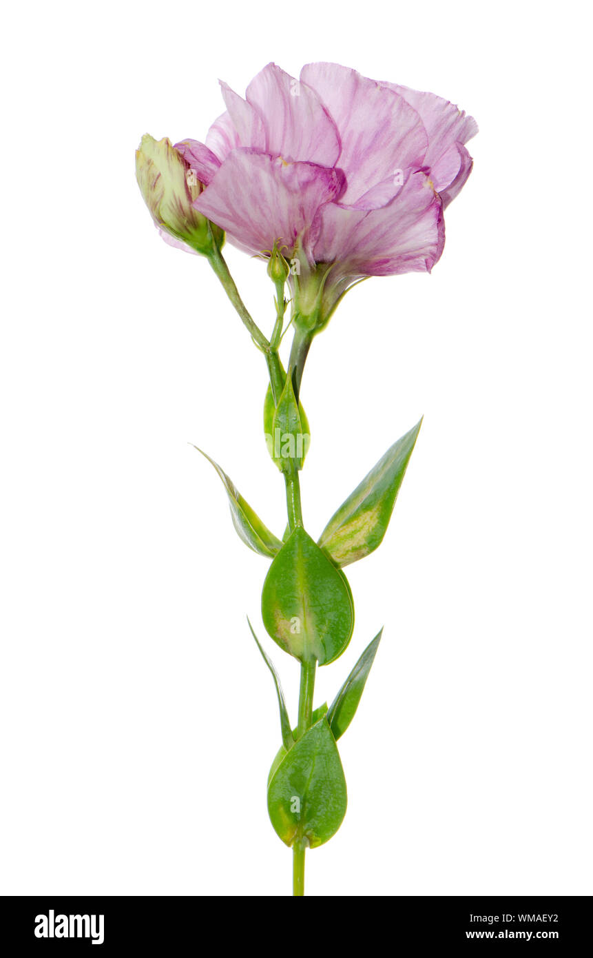 Side view of beautiful pink flower isolated on white Stock Photo - Alamy