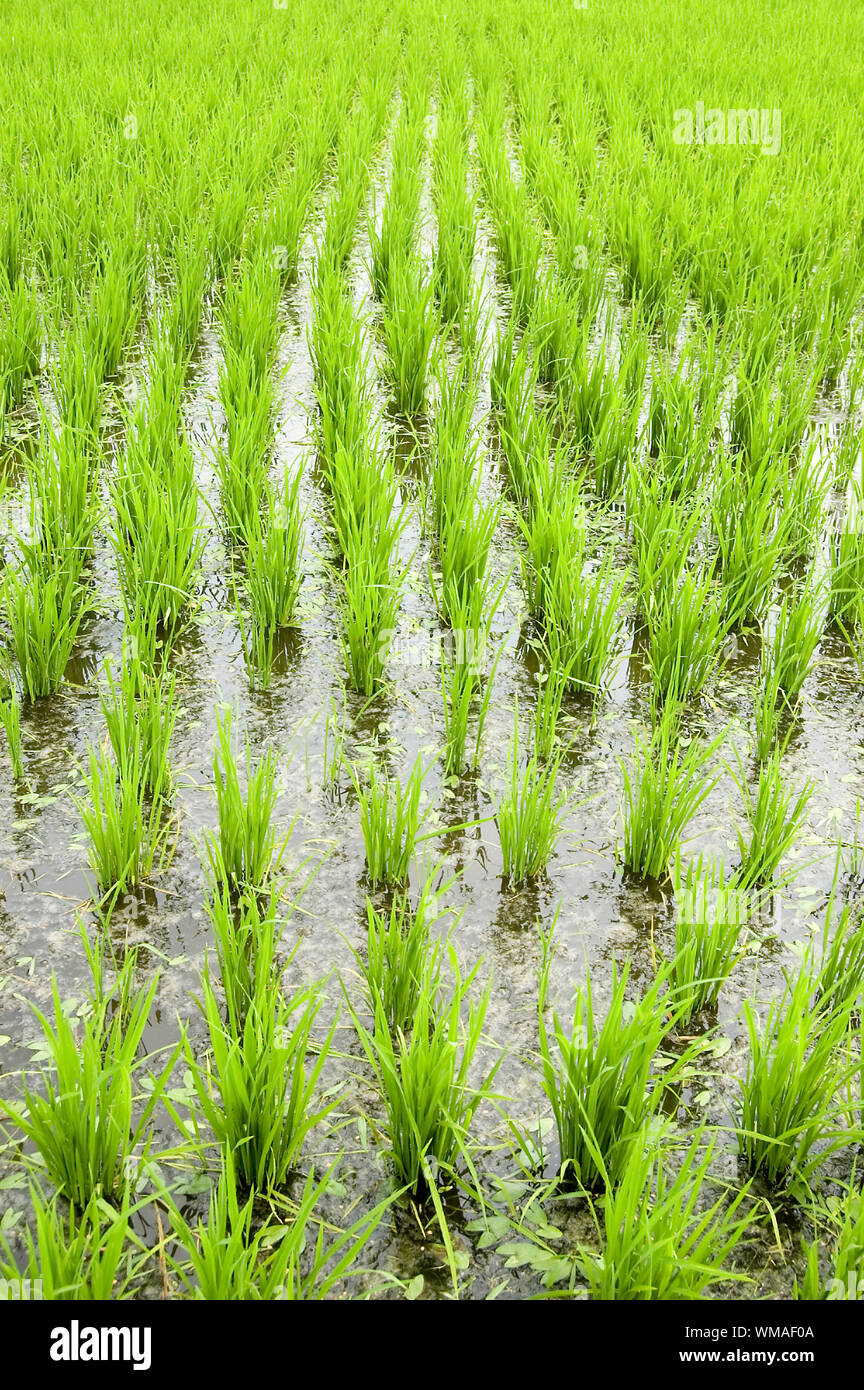 Green rice fields in early stage Stock Photo - Alamy